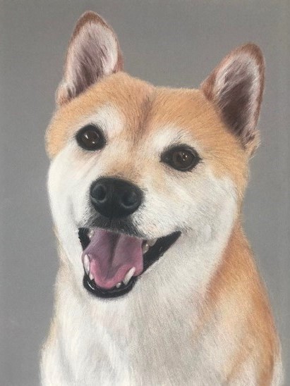 Pet Portraits | Elizabeth Lewis