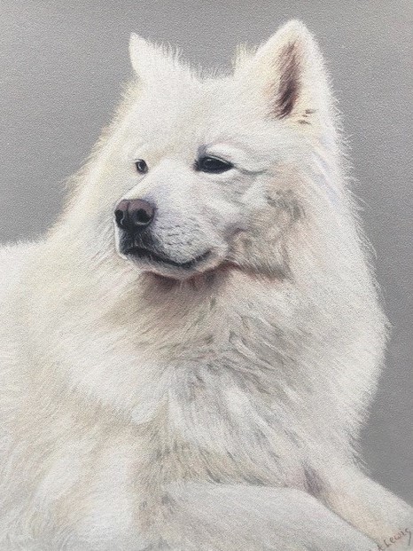 Elizabeth Lewis | Pet Portraits