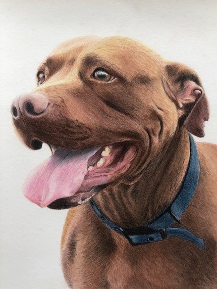 Pet Portraits | Elizabeth Lewis