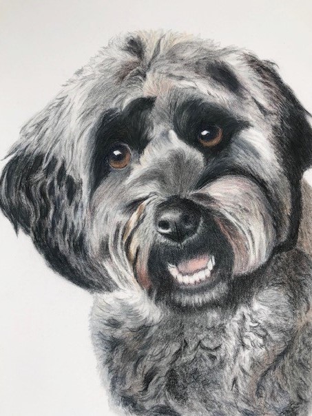 Elizabeth Lewis | Pet Portraits