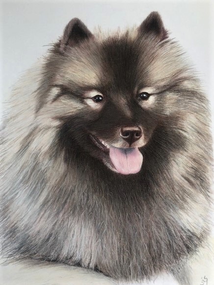 Pet Portraits | Elizabeth Lewis